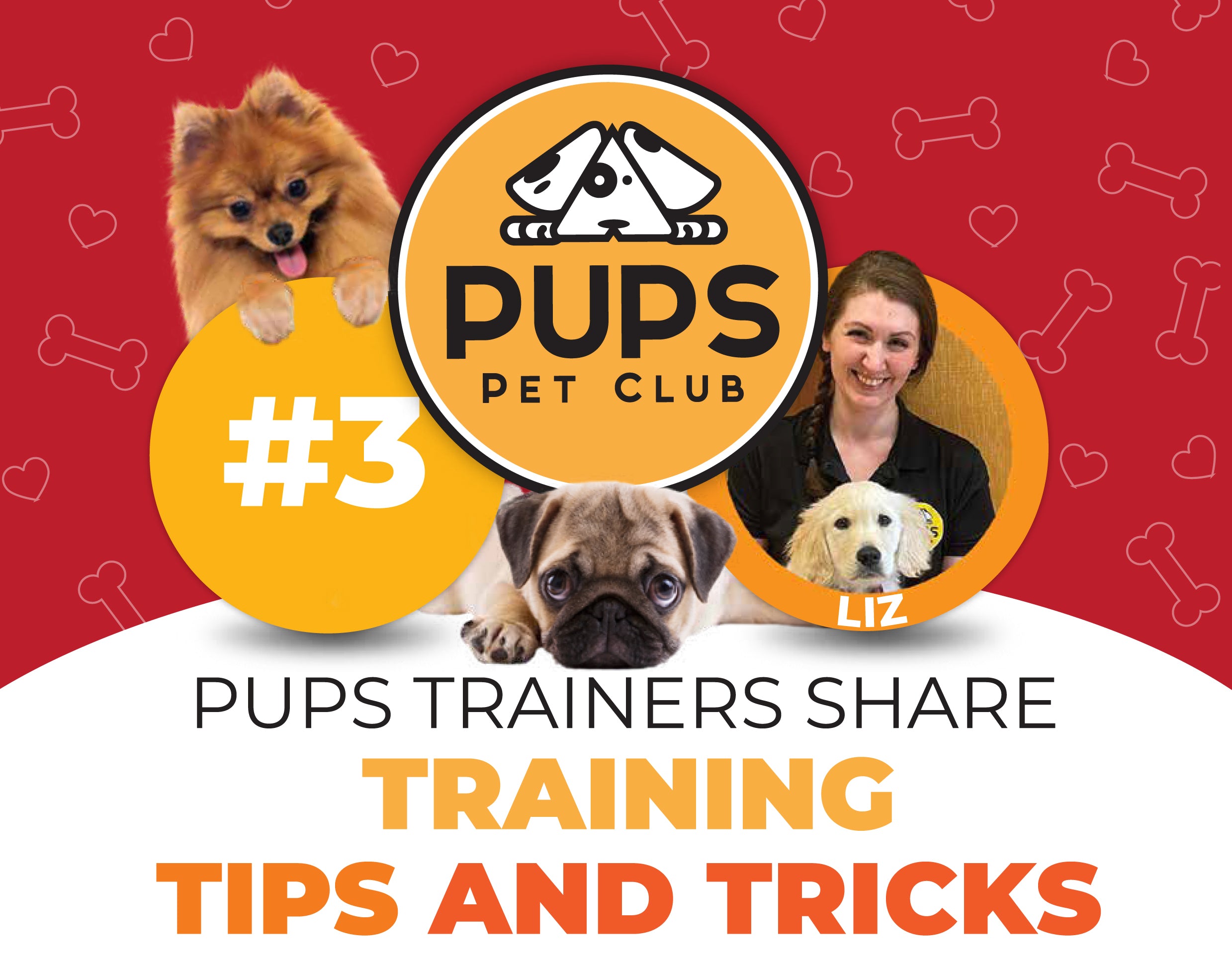 TRAINING TIPS AND TRICKS: Training Never Stops! – Pups Pet Club