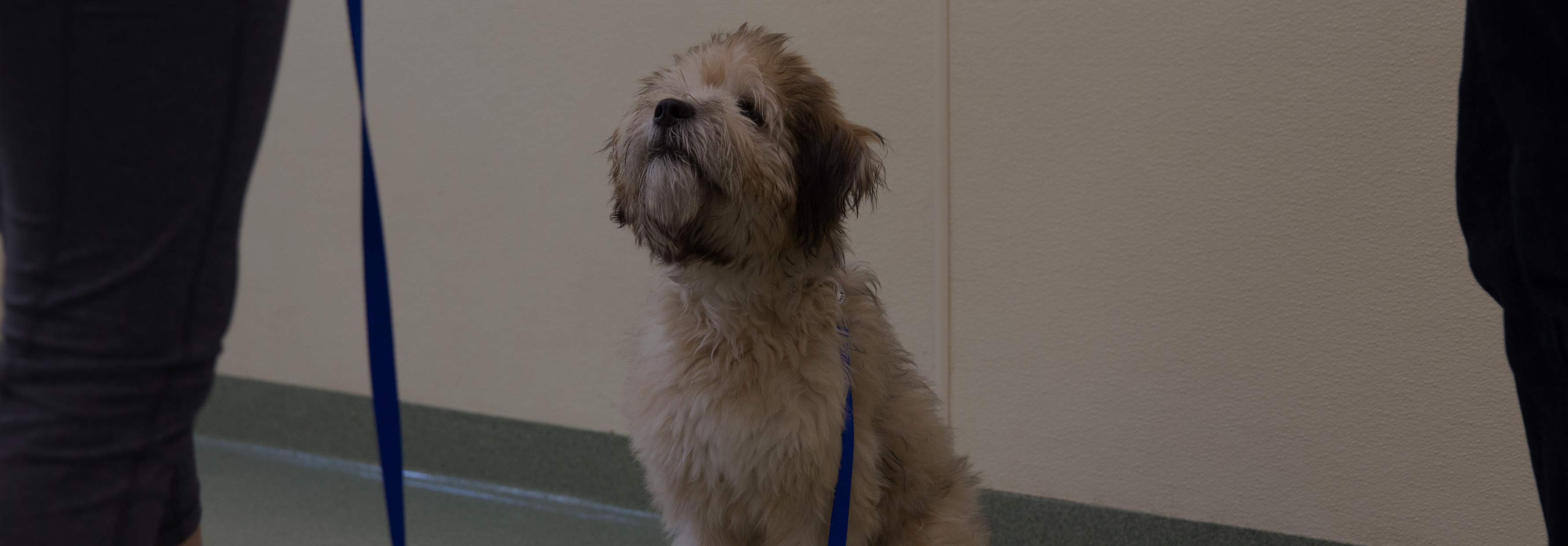 training-header - PUPS Pet Club