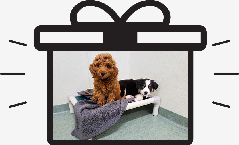 Socialmedia - PUPS Pet Club