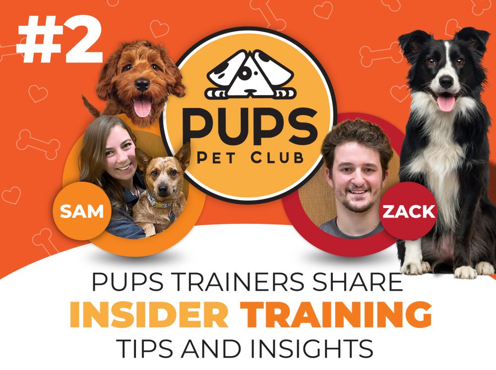 INSIDER TRAINING: Setting Your Pup Up For Success - PUPS Pet Club