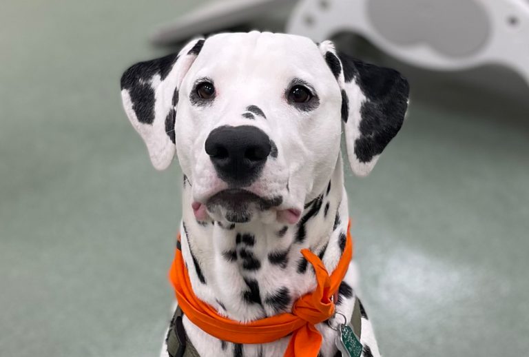 Downtown Brooklyn: Dog Boarding, Grooming, Daycare & More