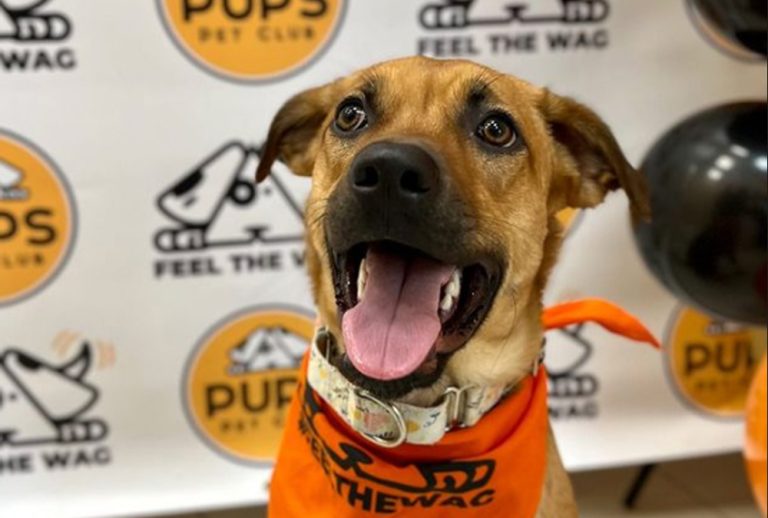 Downtown Brooklyn: Dog Boarding, Grooming, Daycare & More