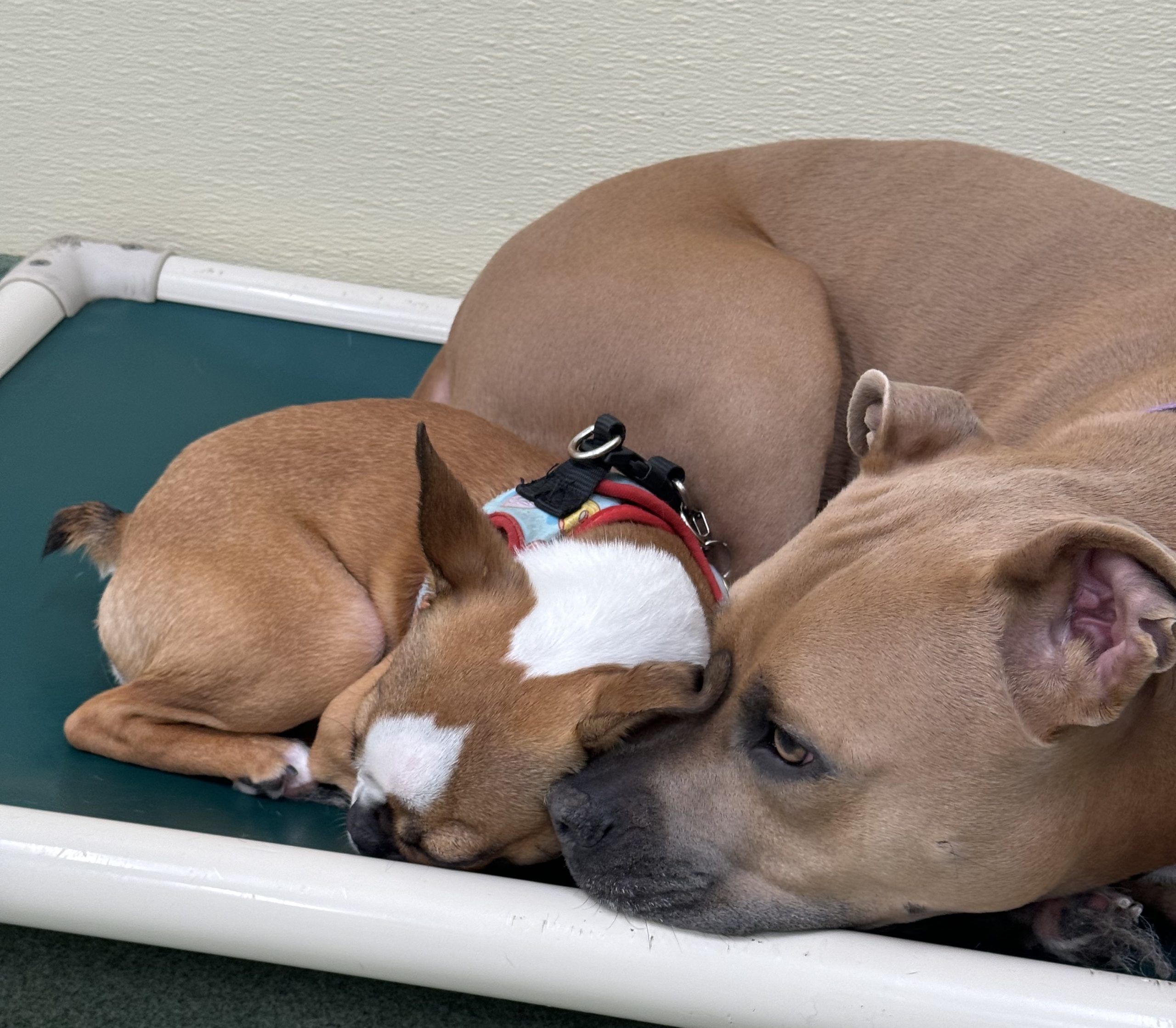 dog anxiety training - PUPS Pet Club