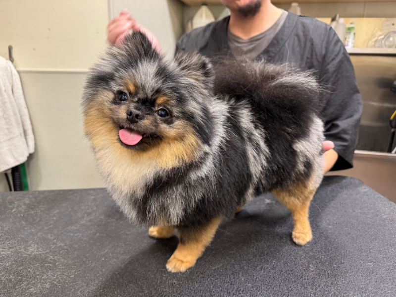 5 Spring Grooming Health Benefits for Your Pup