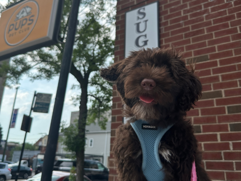 Why Dogs Bark (and How to Stop Excessive Barking) - PUPS Pet Club